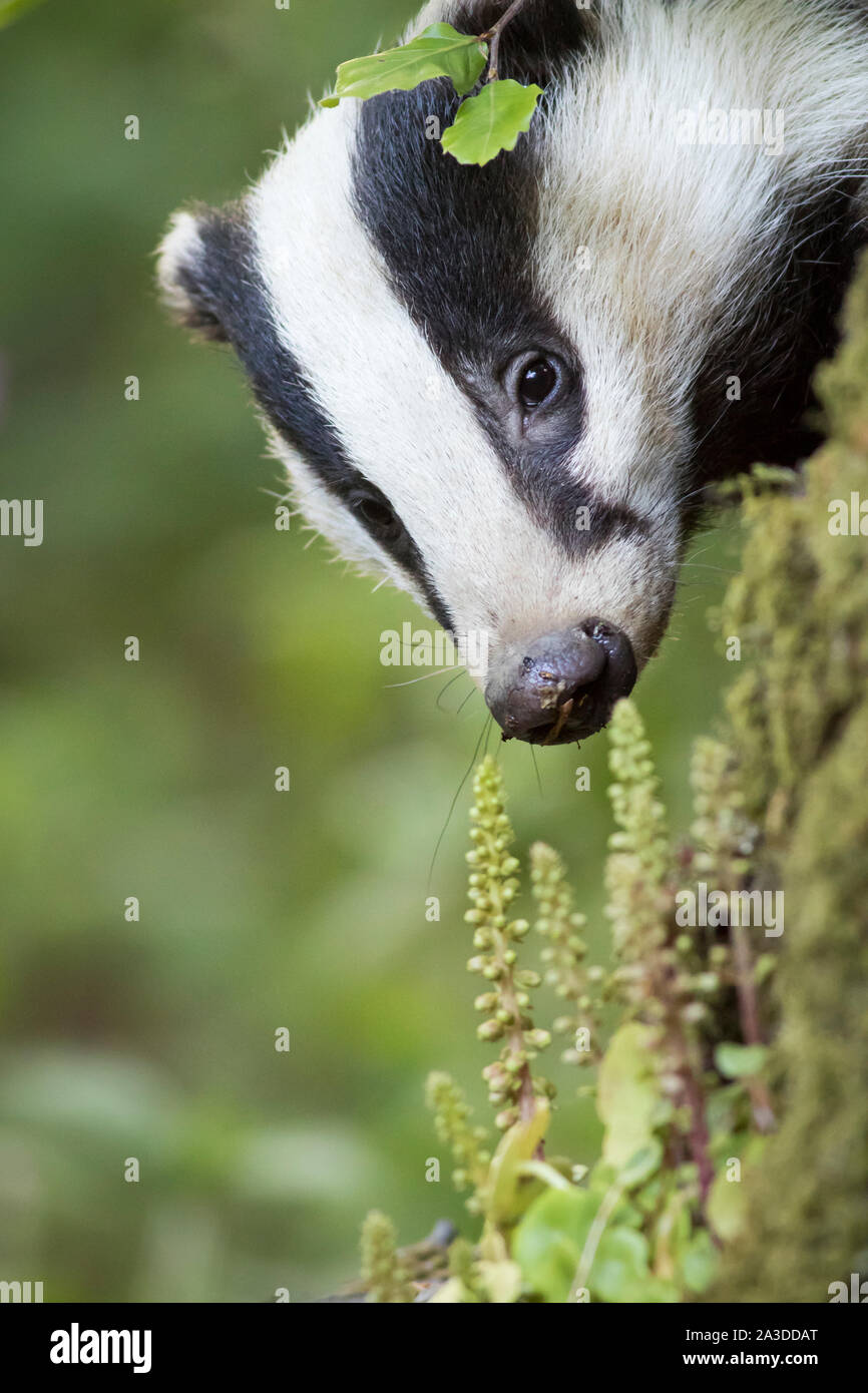 Badger hide hi-res stock photography and images - Alamy