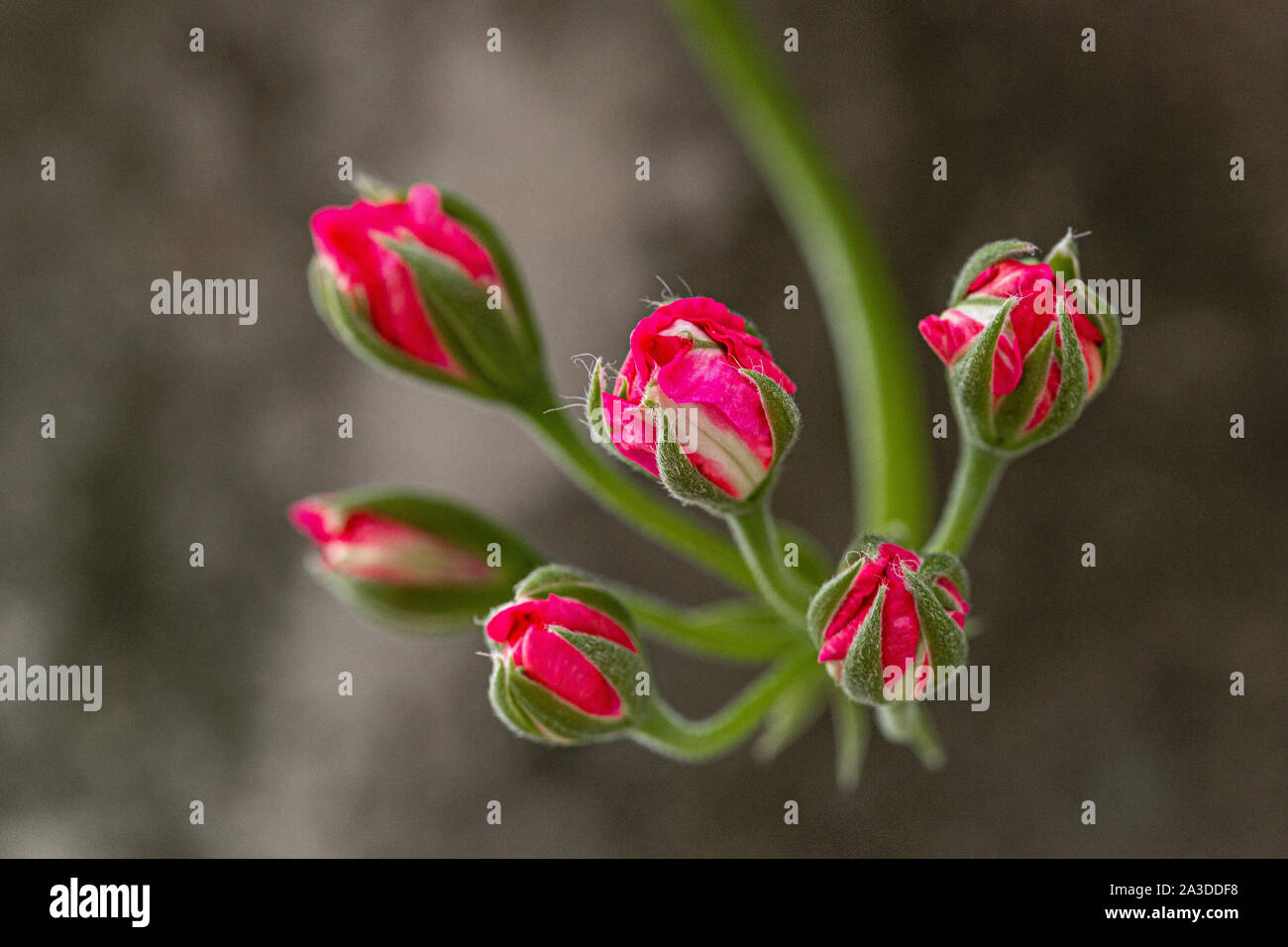 Macro photography. Red flower abstract photo Stock Photo - Alamy