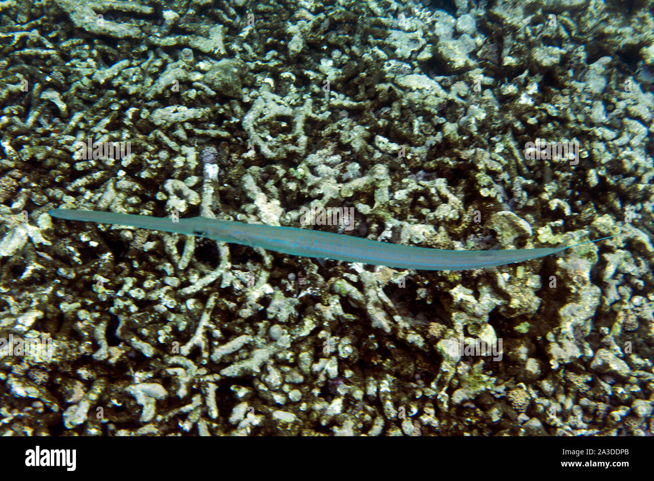 A pipefish close up picture in Seychelles Stock Photo - Alamy