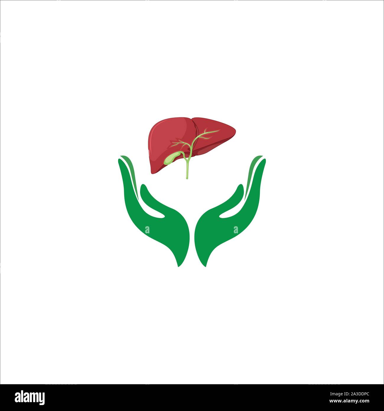 vector liver icon flat logo,human disease health design,liver anatomy ...