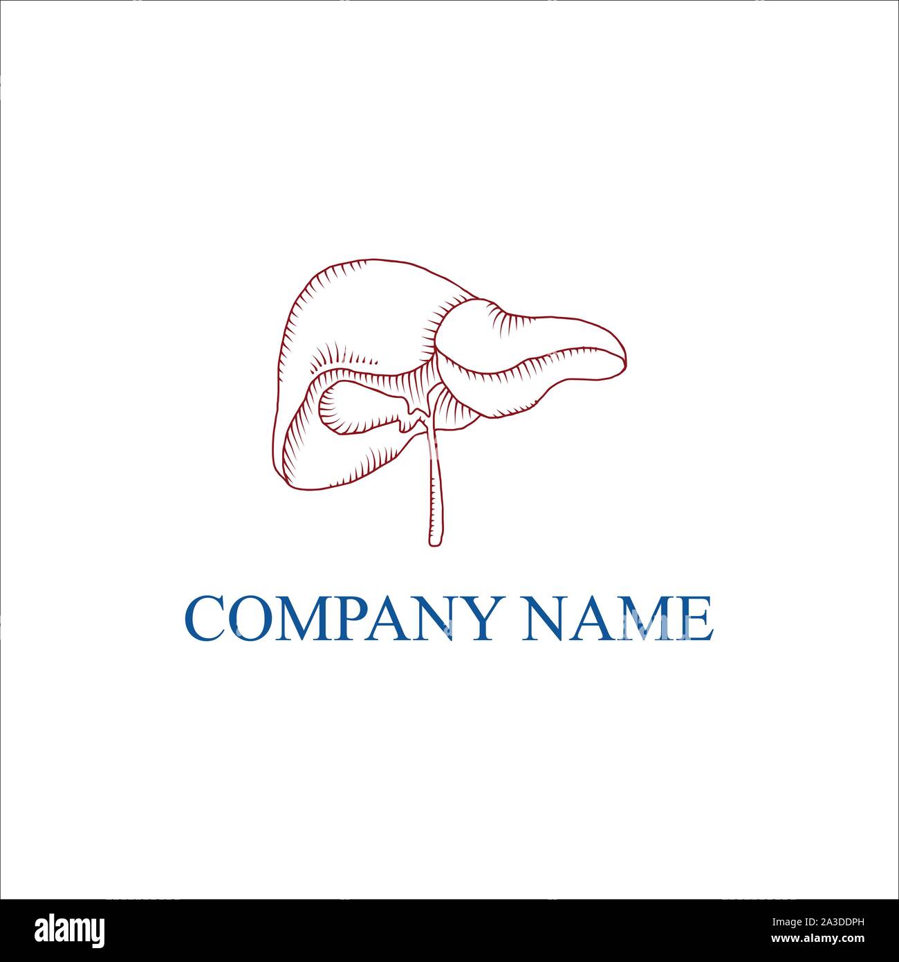 vector liver icon flat logo,human disease health design,liver anatomy ...