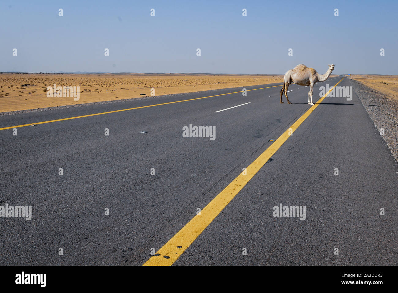The camel crosses the highway Stock Photo - Alamy