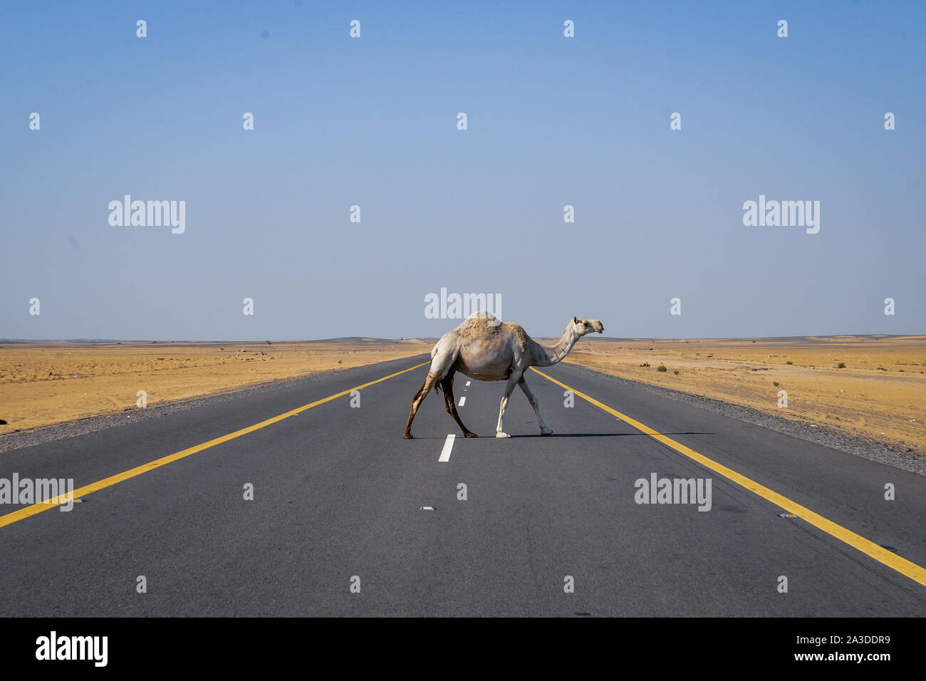 The camel crosses the highway Stock Photo - Alamy
