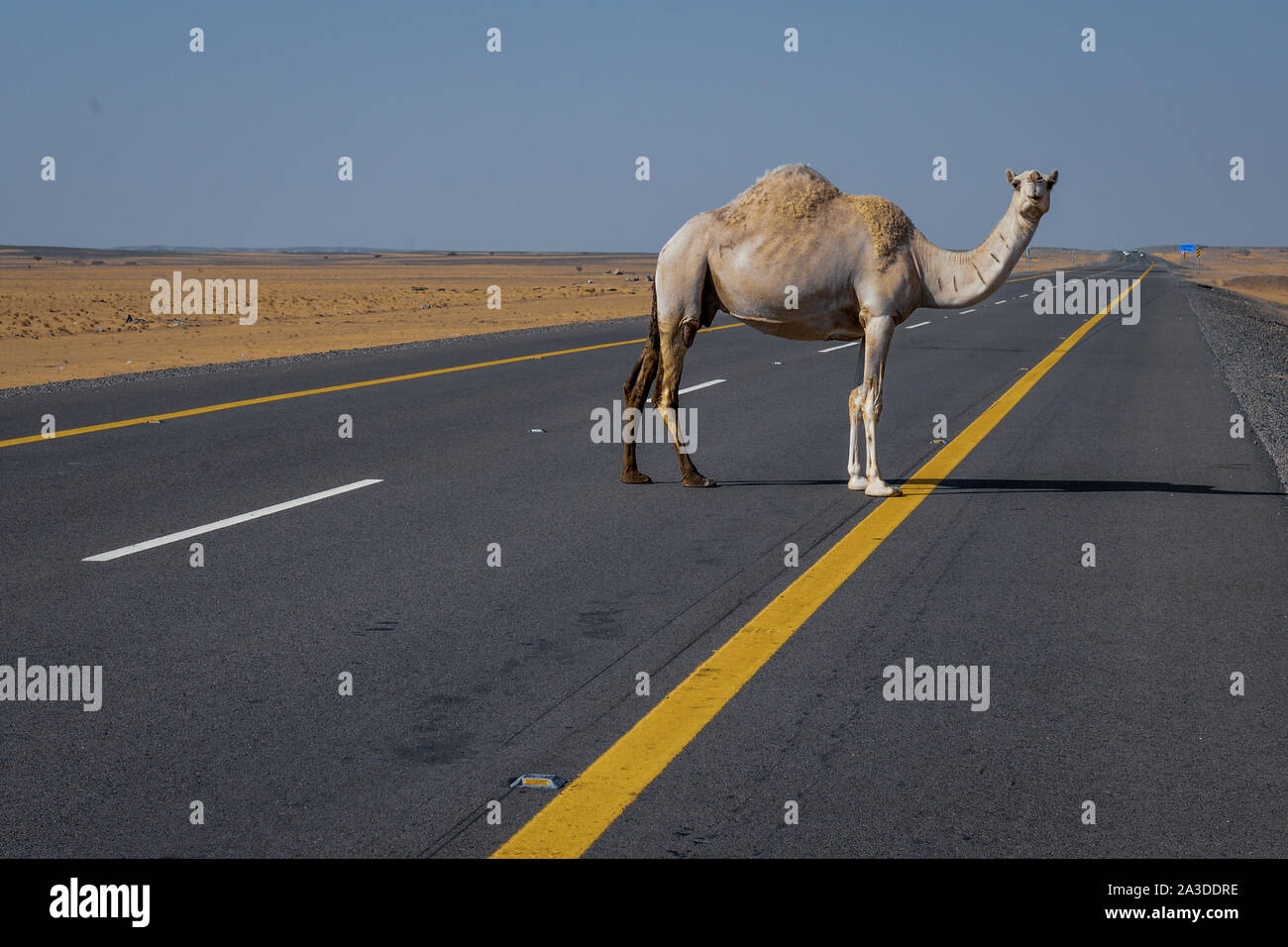 The camel crosses the highway Stock Photo - Alamy