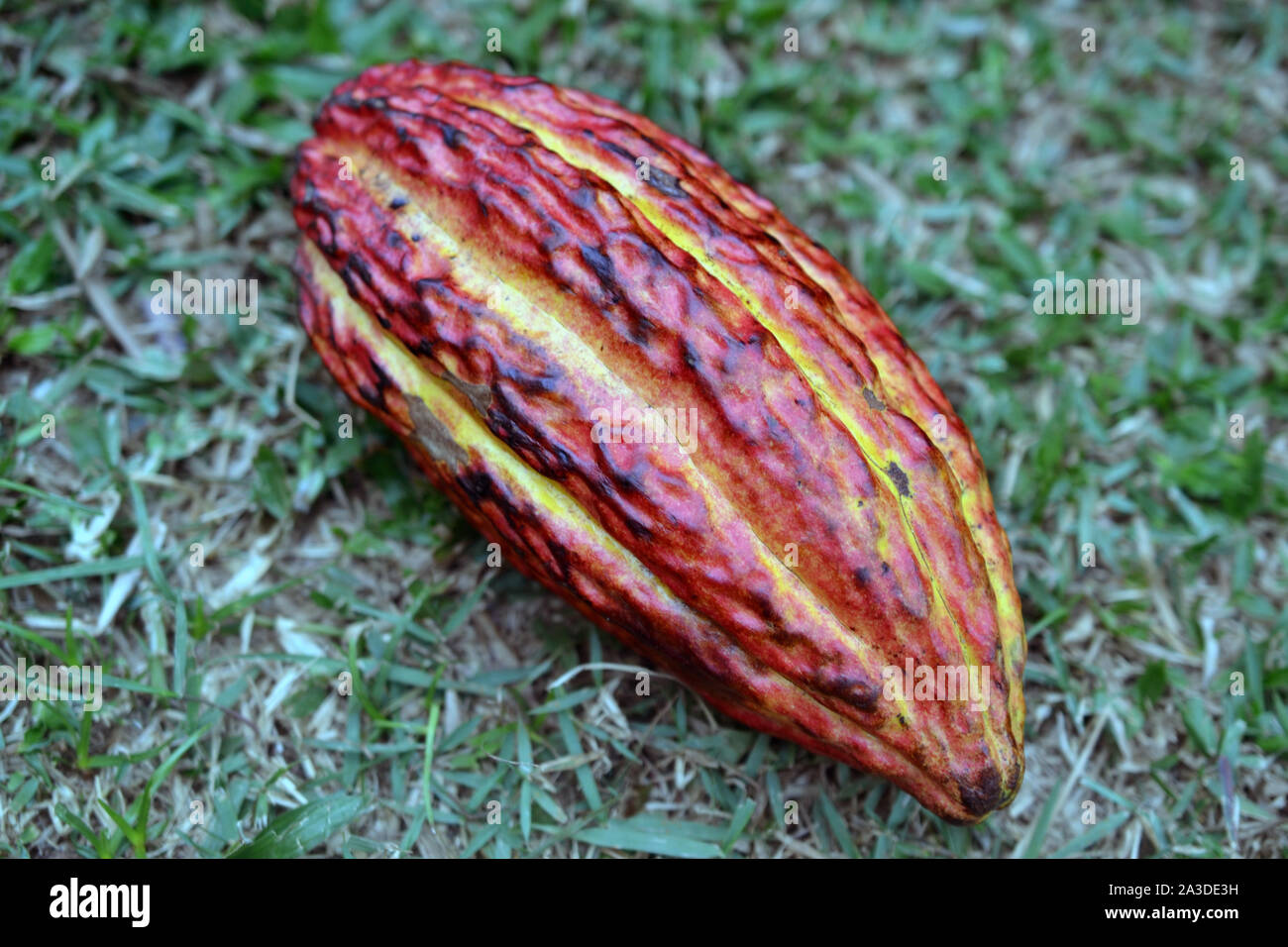 Cocoa pod cut hi-res stock photography and images - Alamy