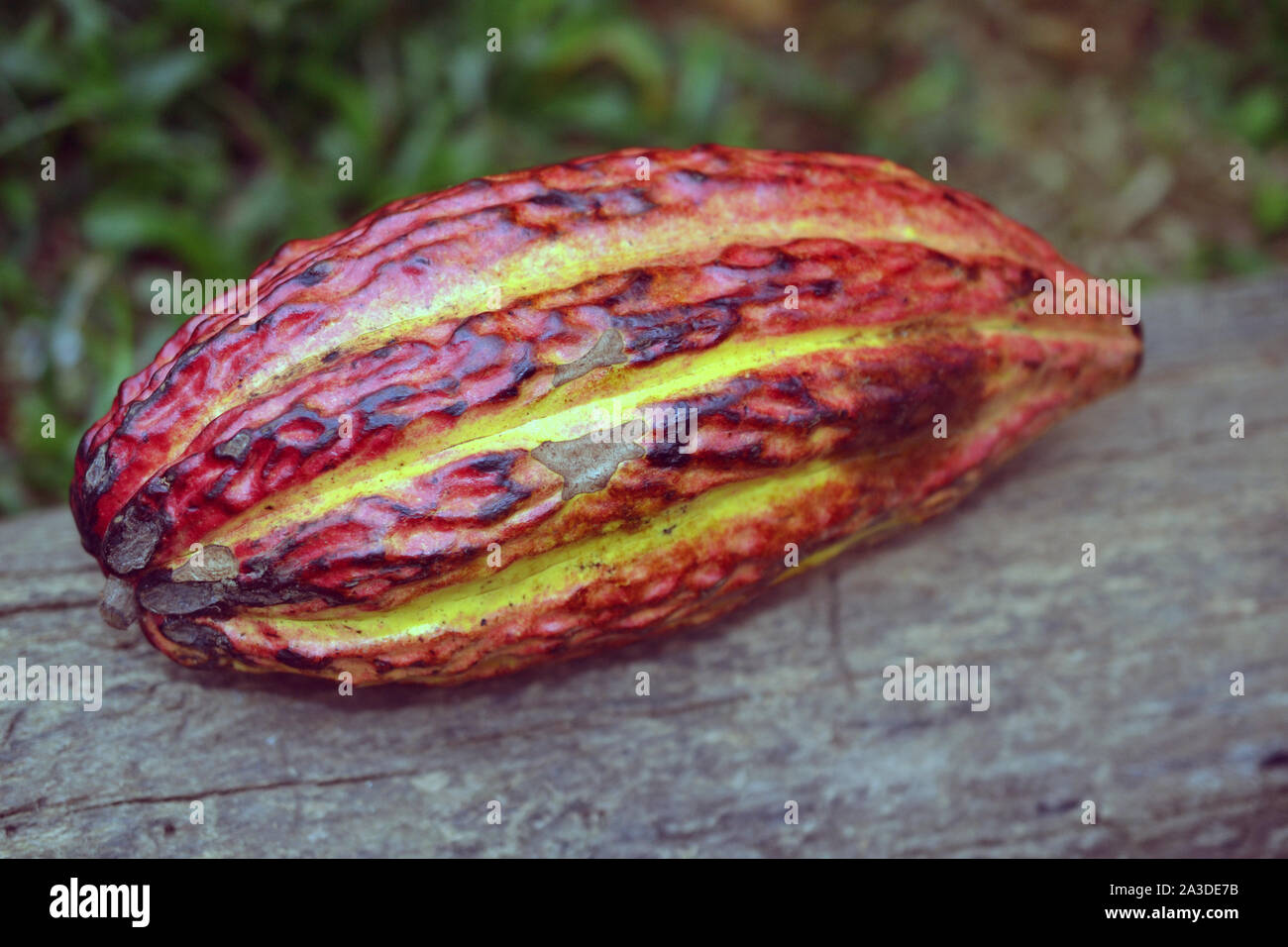 Cocoa on tree trunk hi-res stock photography and images - Alamy
