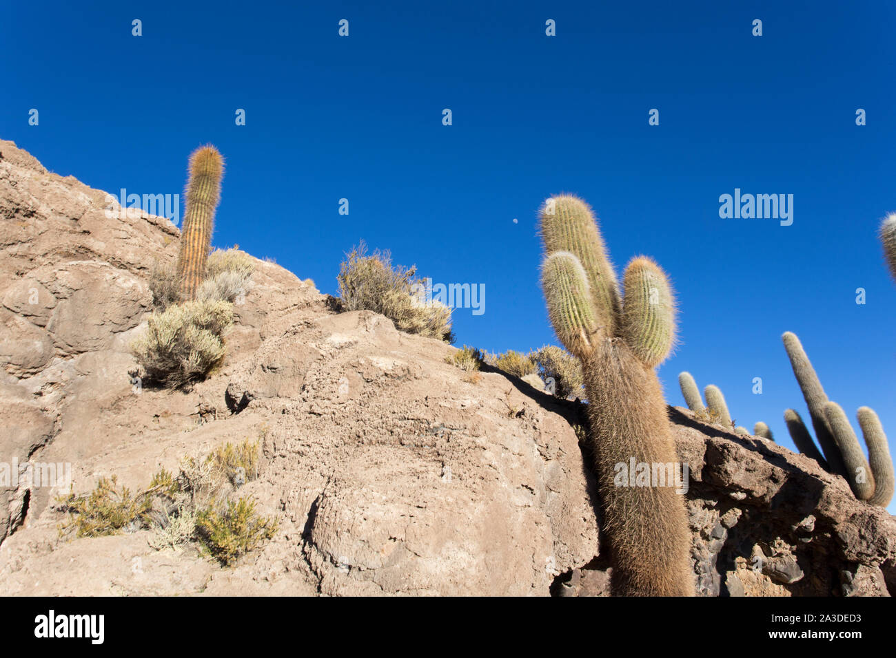 Cacti on incahuasi island in salar de uyuni hi-res stock photography ...