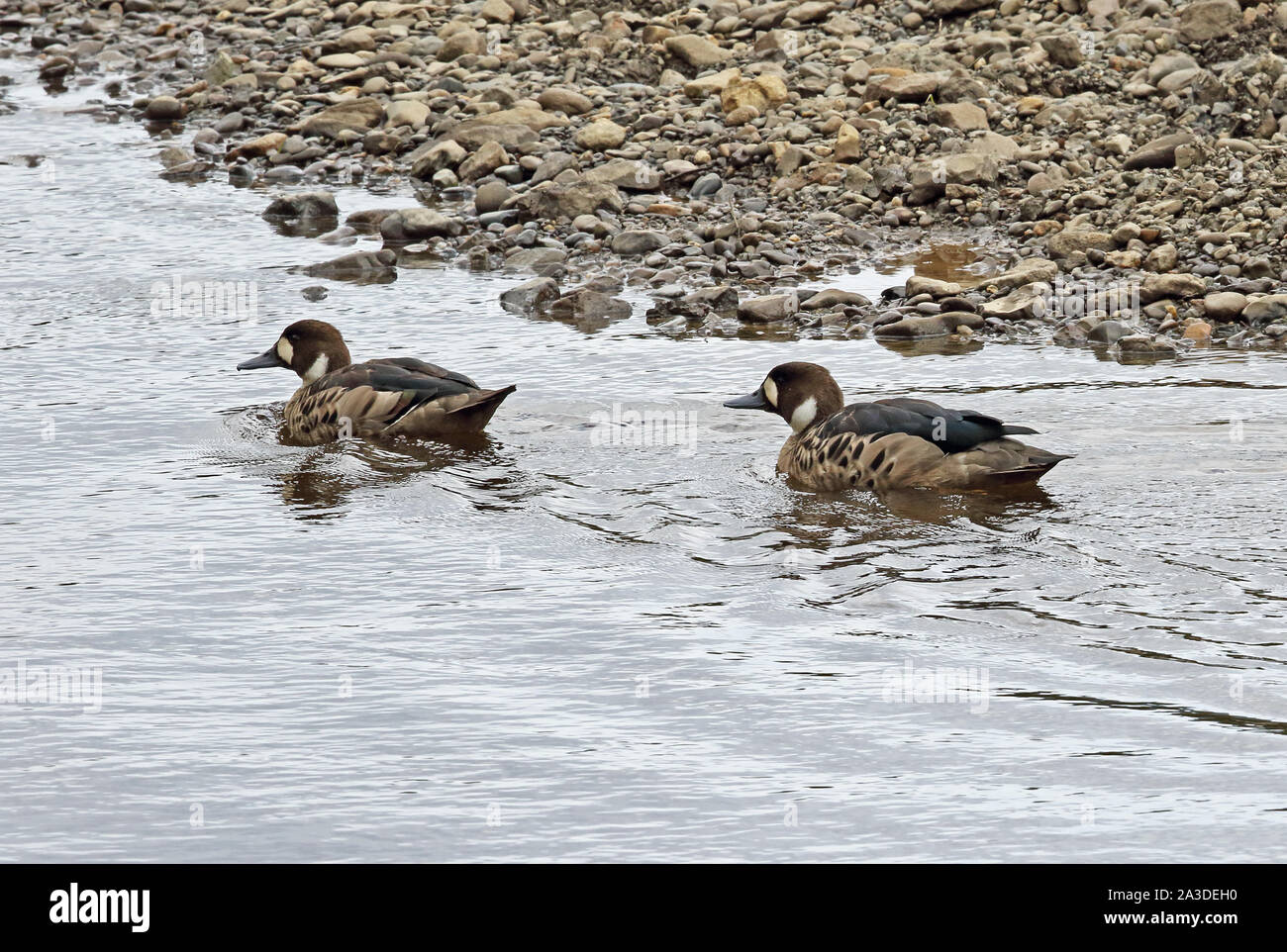 Spectacled Duck (Speculanas specularis) pair swimming in stream Punta ...