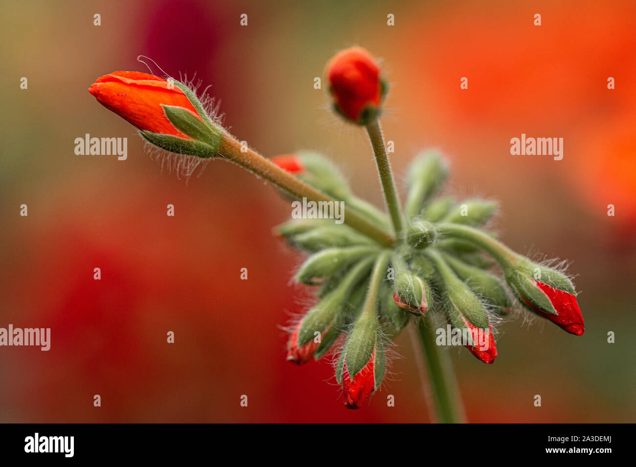 Macro photography. Red flower abstract photo Stock Photo - Alamy