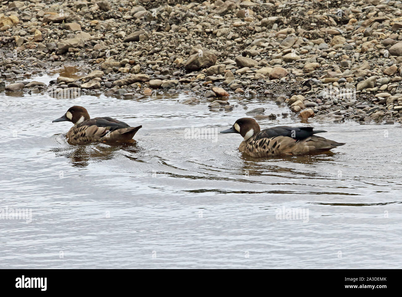 Spectacled Duck (Speculanas specularis) pair swimming in stream Punta ...