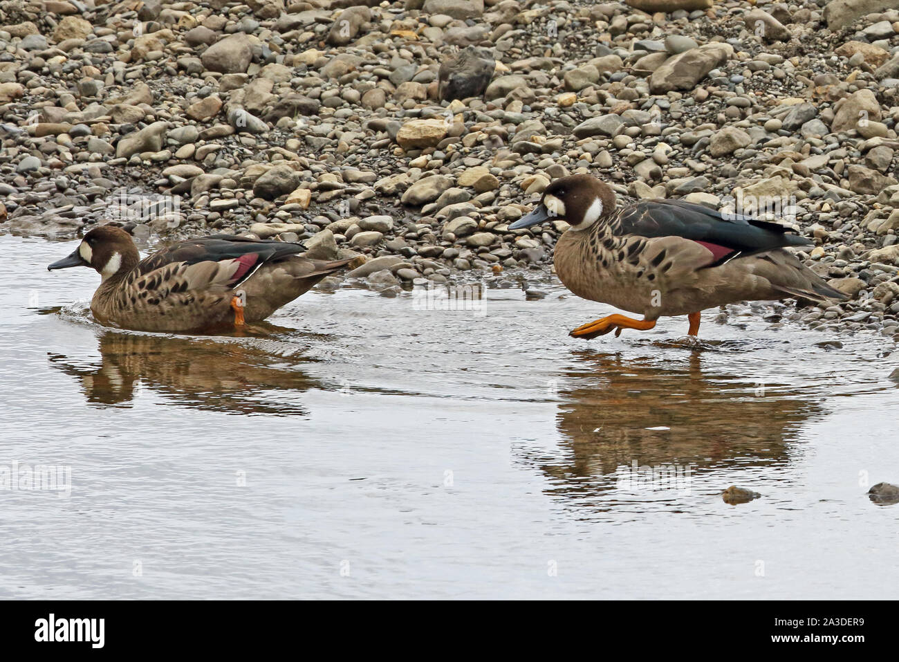 Specularis hi-res stock photography and images - Alamy