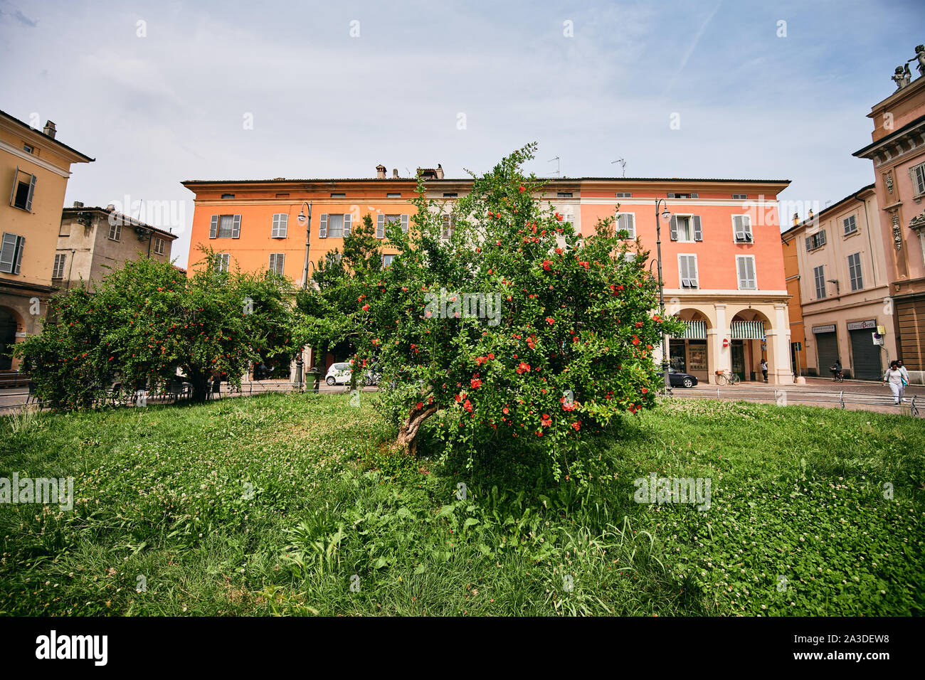 Flowering bush on green lawn on square with medieval houses in town in ...