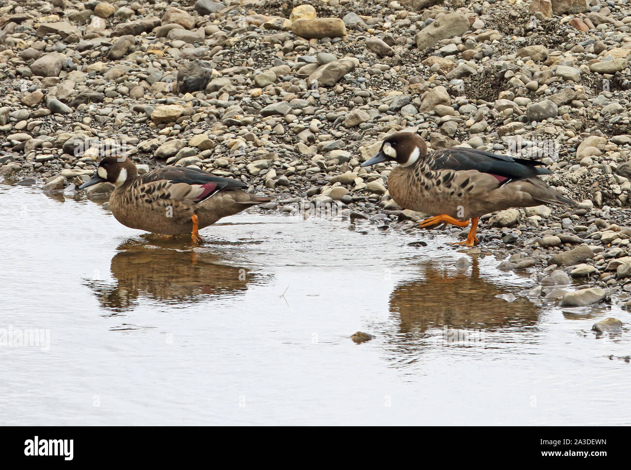 Spectacled Duck (Speculanas specularis) pair entering water Punta ...