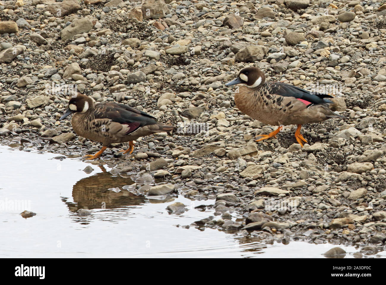 Spectacled Duck (Speculanas specularis) pair entering water Punta ...
