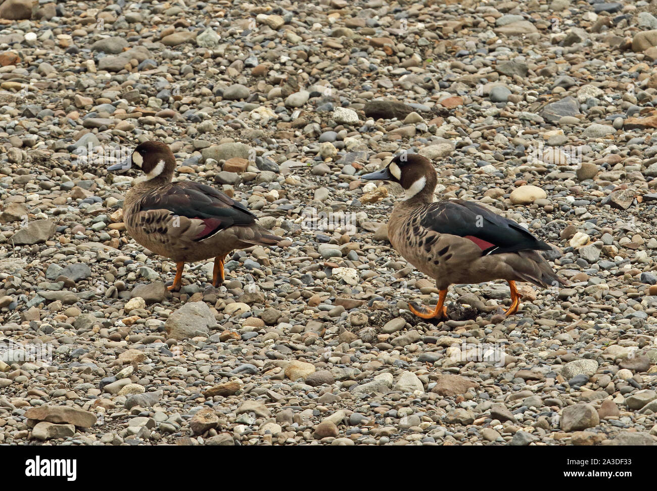 Spectacled Duck (Speculanas specularis) pair standing on shingle bank ...