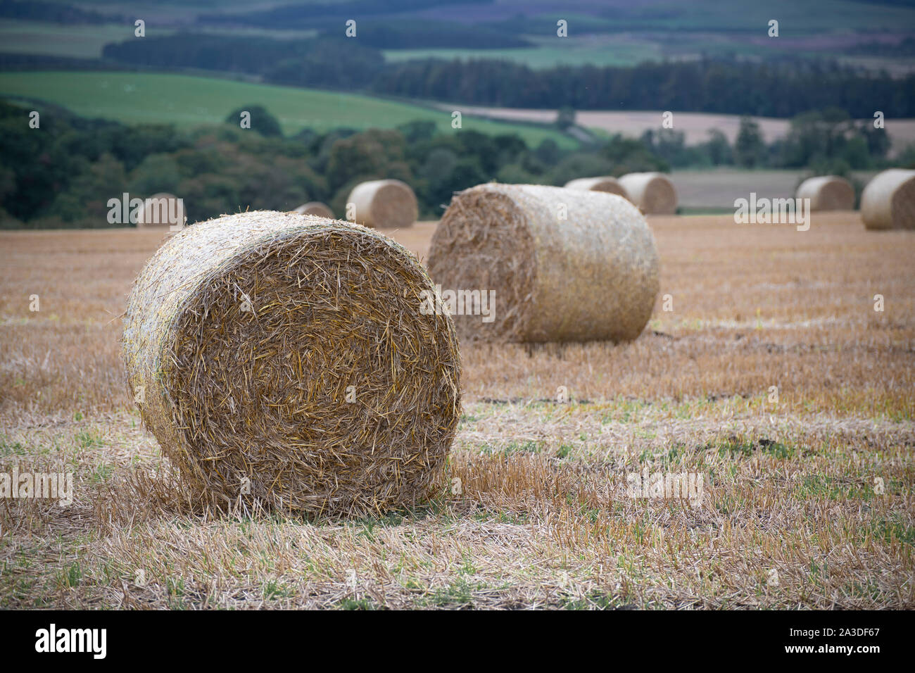 Hay rolls in fields hi-res stock photography and images - Alamy