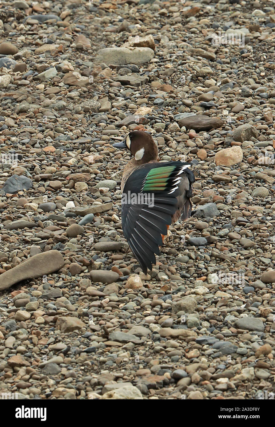 Streching wing hi-res stock photography and images - Alamy