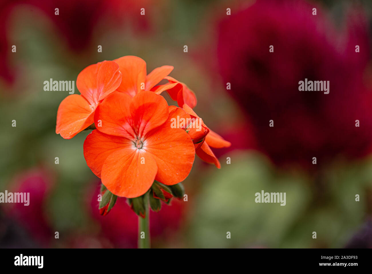 Macro photography. Red flower abstract photo Stock Photo - Alamy