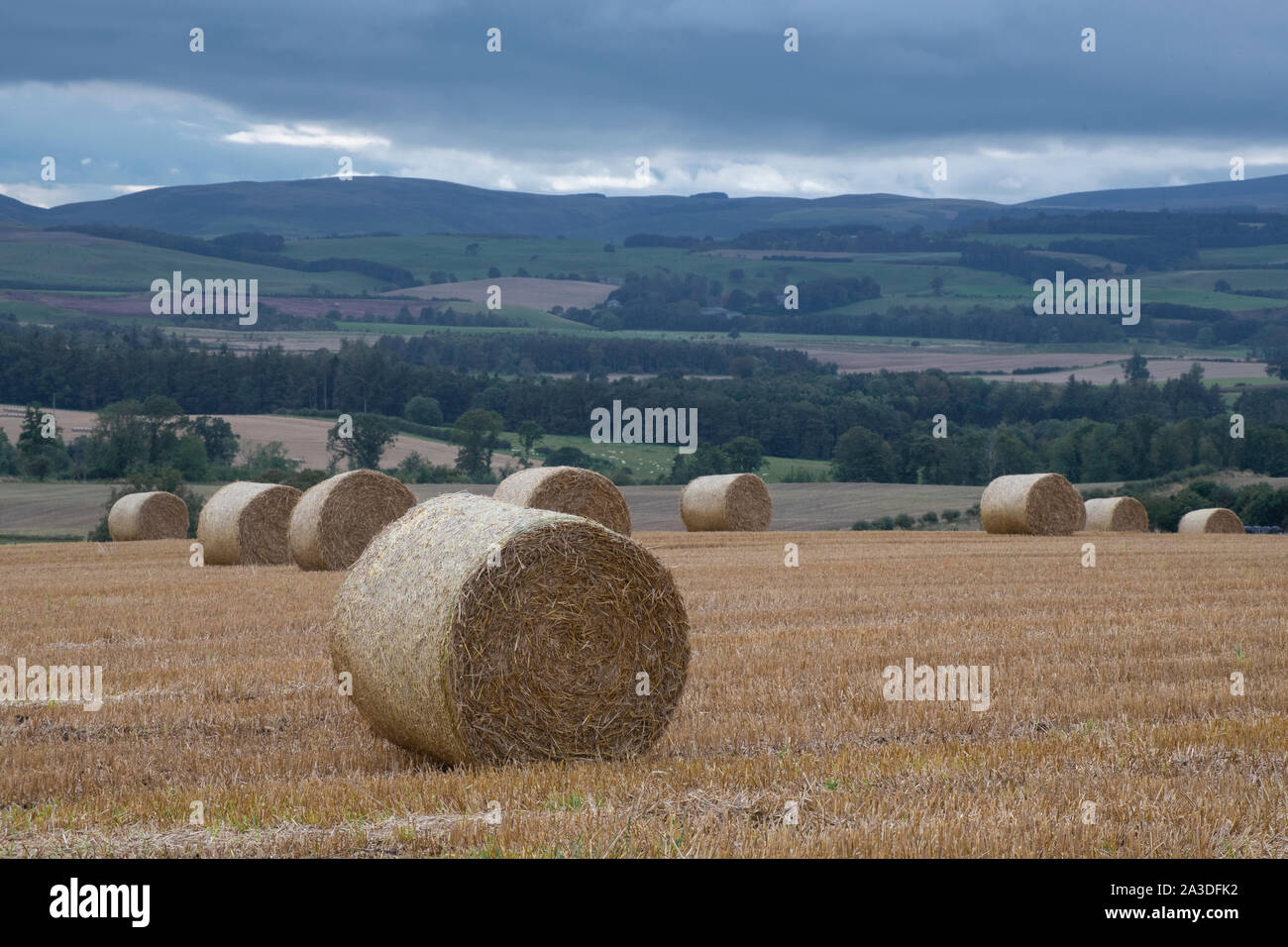 Hay Rolls in fields Stock Photo - Alamy