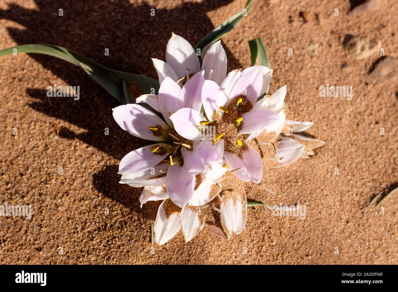 Desert recovery hi-res stock photography and images - Alamy