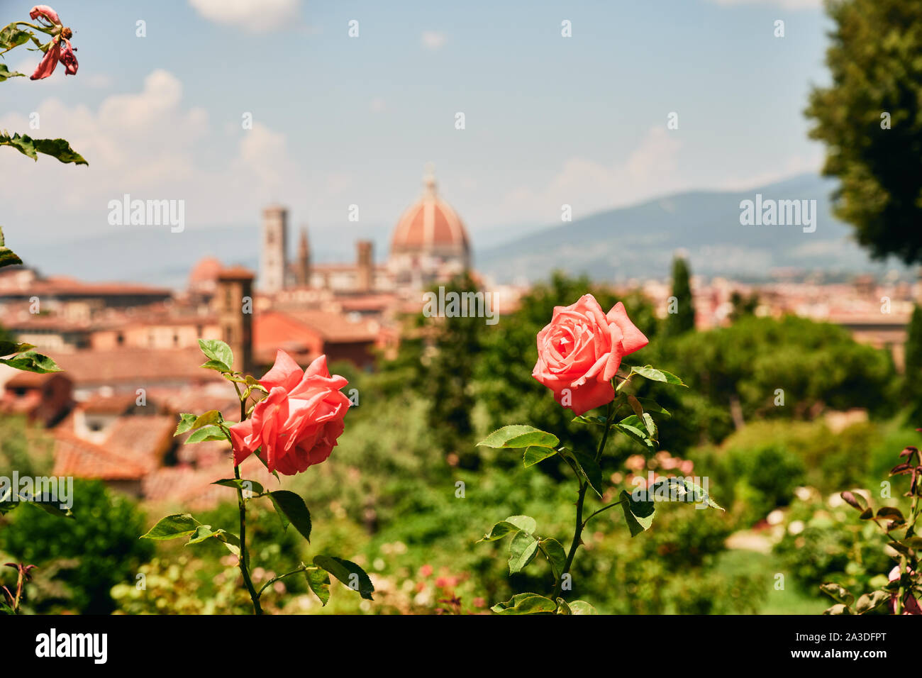 City buildings on green leaf hi-res stock photography and images - Alamy