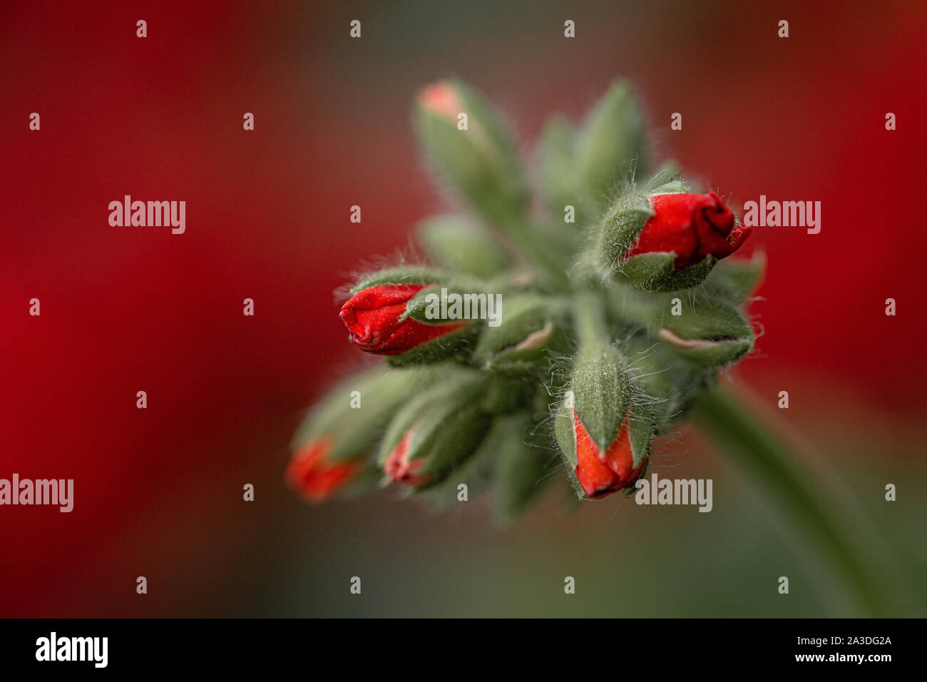 Macro photography. Red flower abstract photo Stock Photo - Alamy