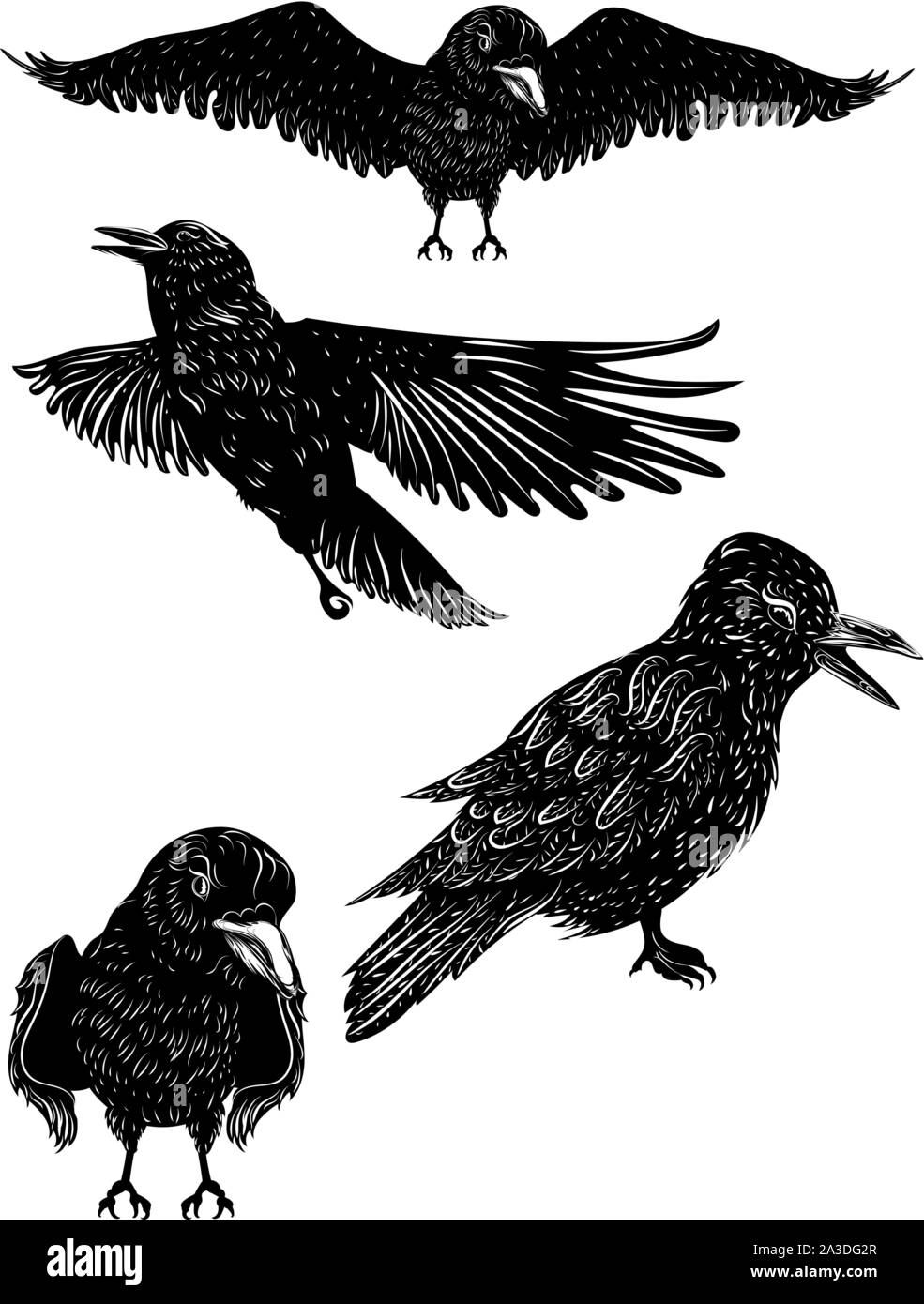 Stylized silhouette of a black raven, crow on white background Stock ...