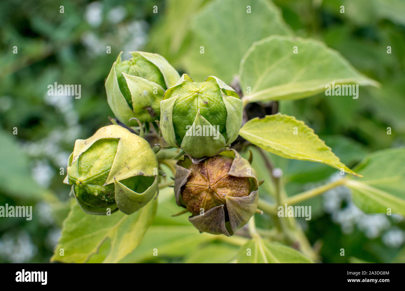 fall seed pods hold tiny beginnings for new spring day lilies Stock ...