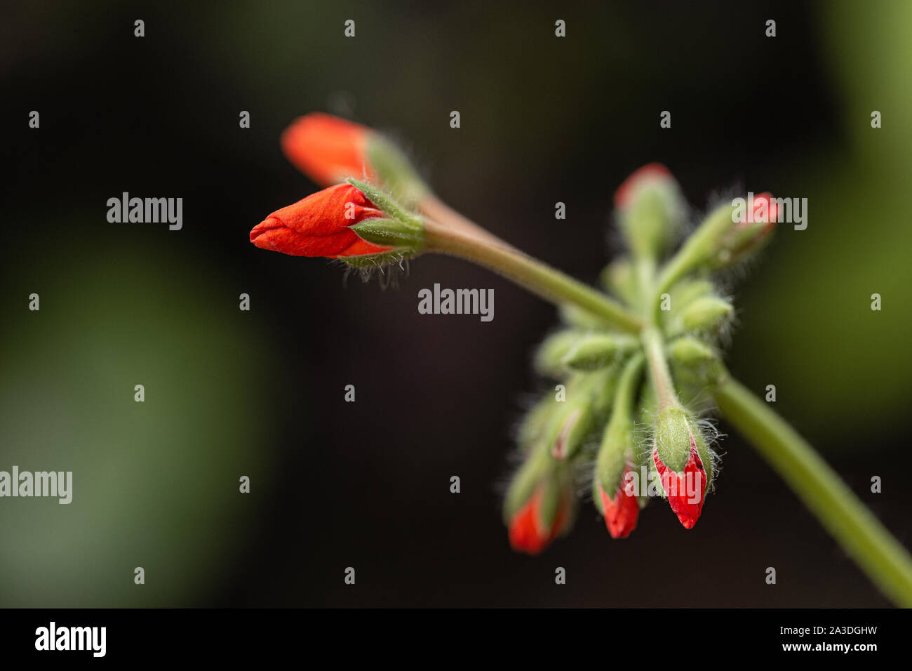 Macro photography. Red flower abstract photo Stock Photo - Alamy