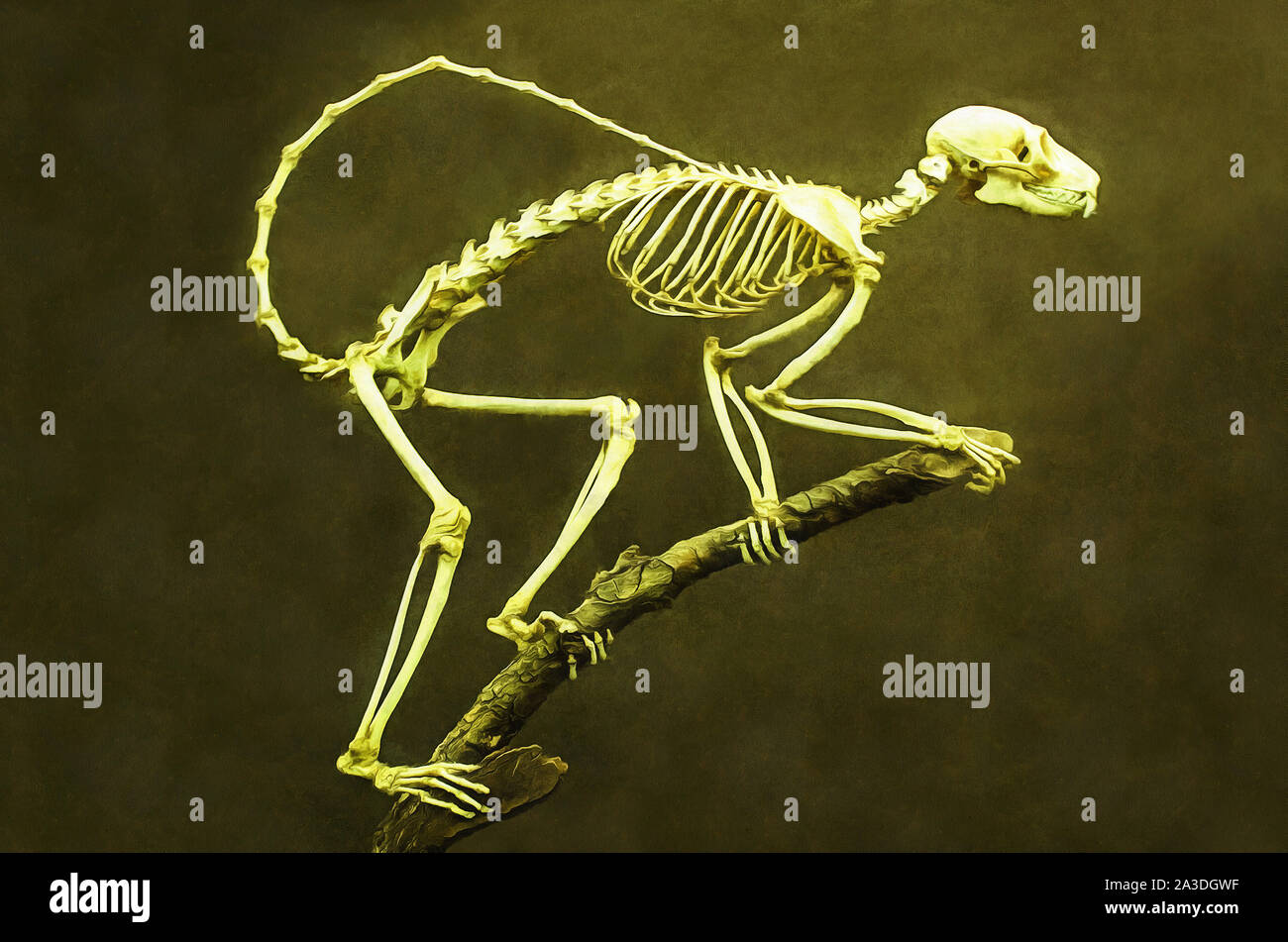 Miacis Skeleton