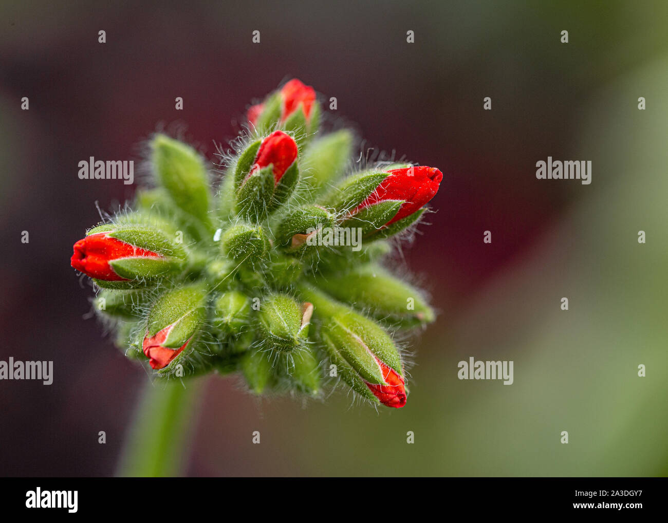 Macro photography. Red flower abstract photo Stock Photo - Alamy