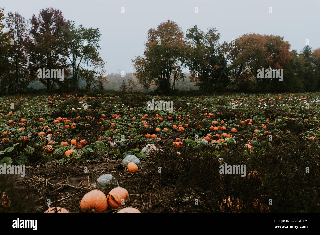 Pumpkins growing on a farm hi-res stock photography and images - Alamy