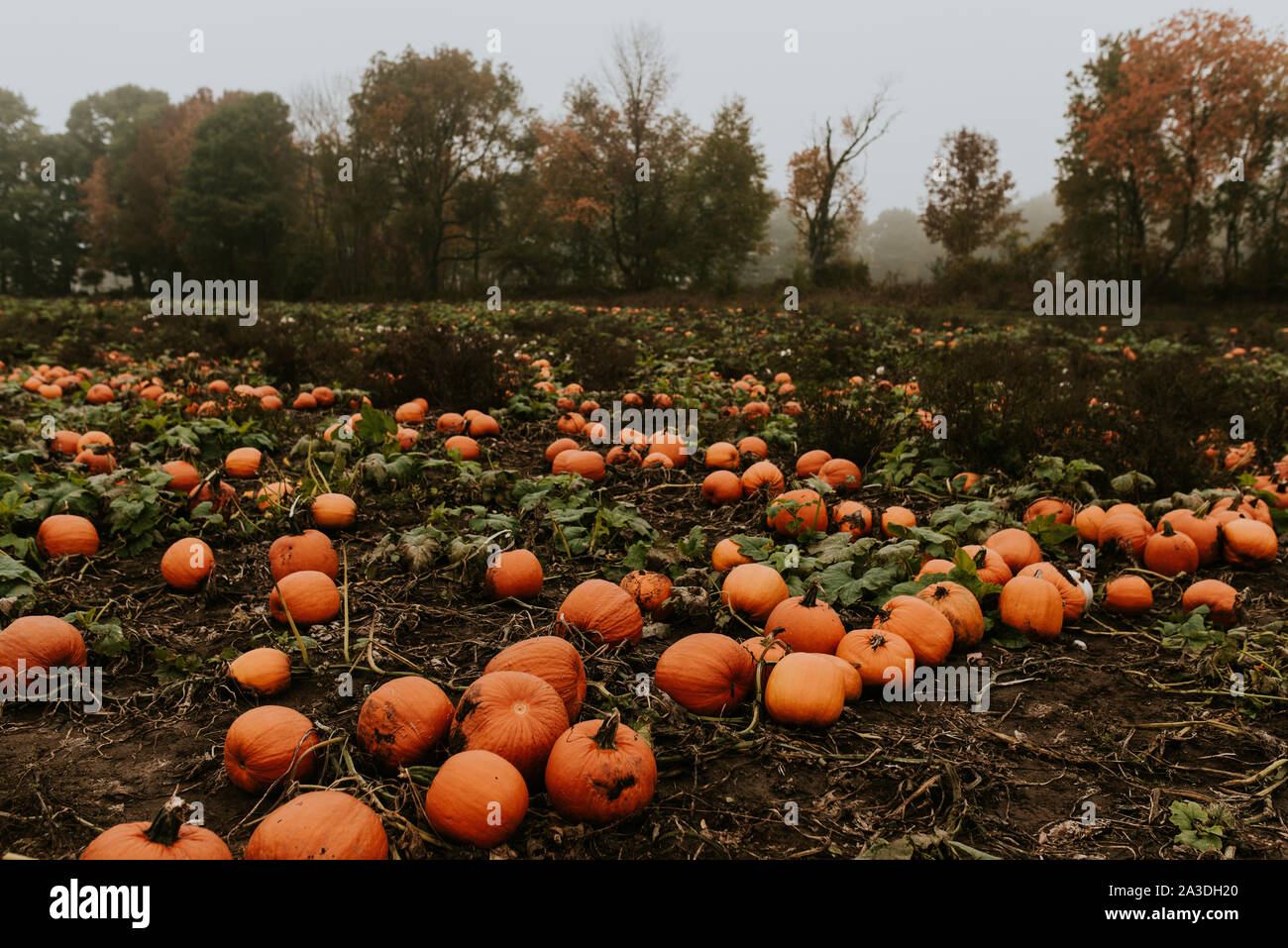 Pumpkins growing on a farm hi-res stock photography and images - Alamy