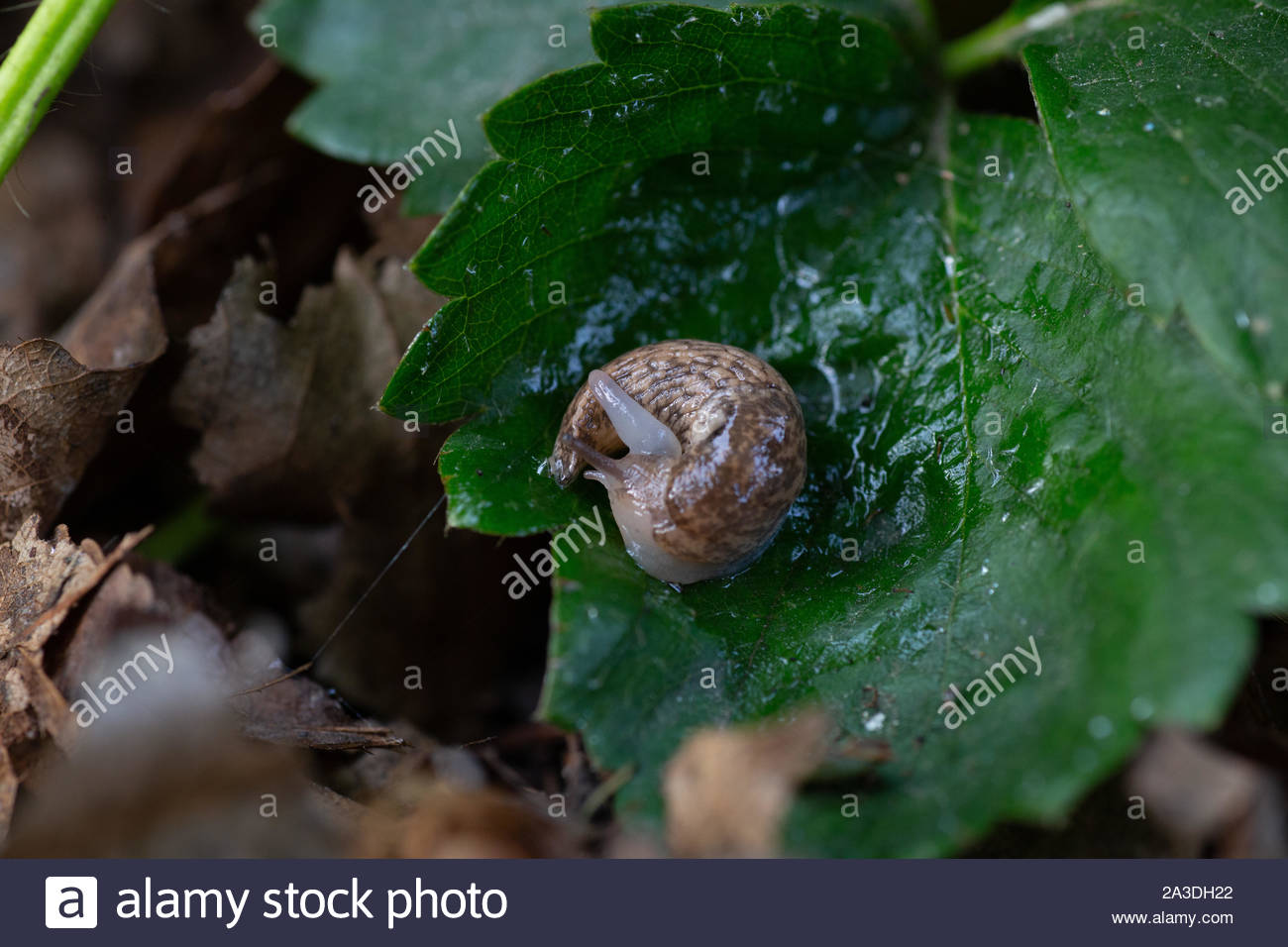 Garden Slug Stock Photos & Garden Slug Stock Images - Alamy