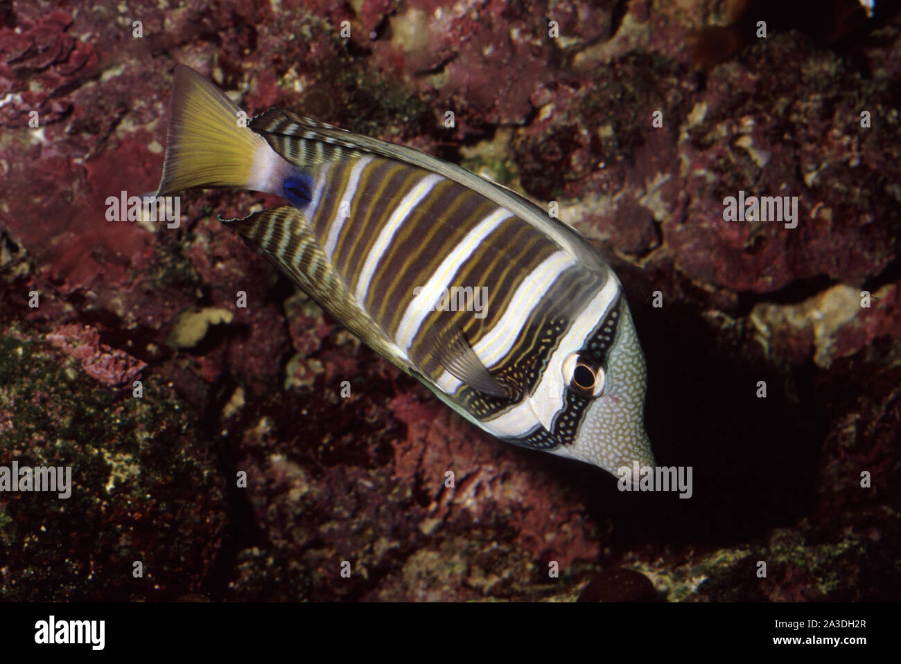 Veliferum hi-res stock photography and images - Alamy