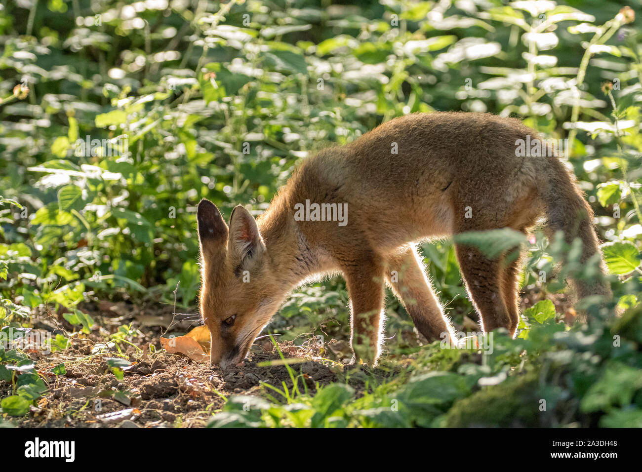Young fox backlit Stock Photo - Alamy