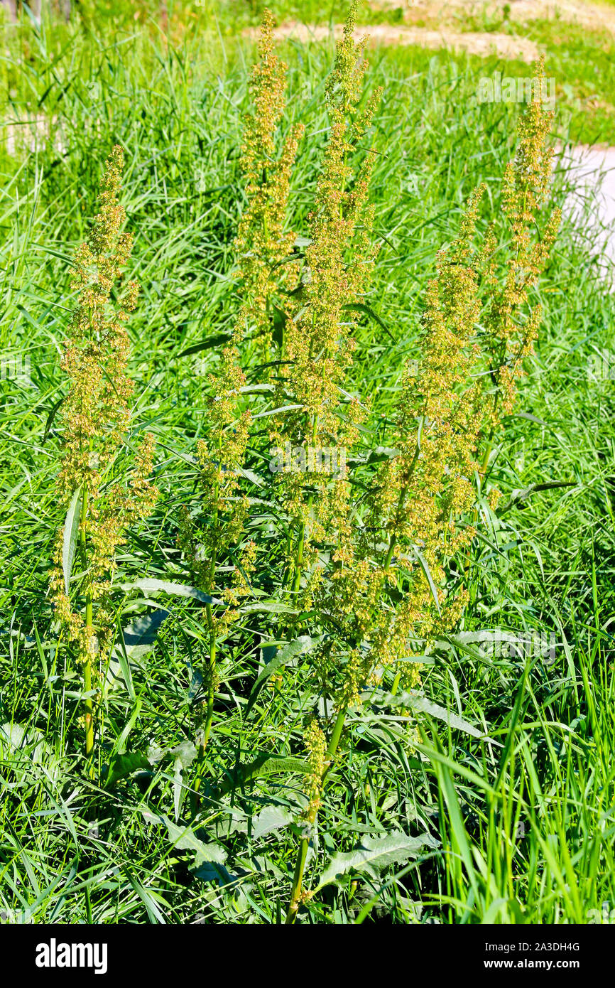 Ragweed Ambrosia allergen plant at abandoned fields Stock Photo - Alamy
