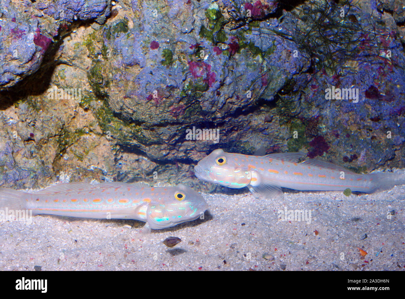 Pair of maiden goby, Valenciennea puellaris Stock Photo - Alamy