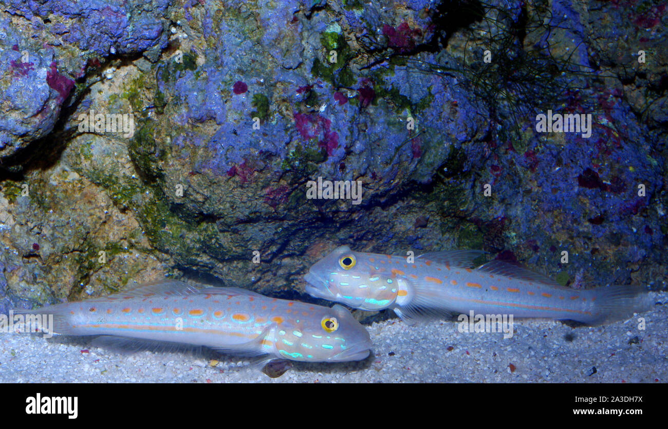 Valenciennea Puellaris High Resolution Stock Photography and Images - Alamy