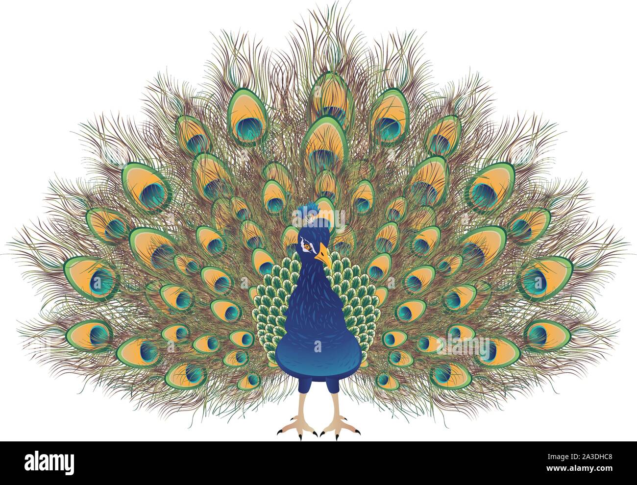 Colorful portrait of cartoon peacock with feathers Stock Vector Image ...