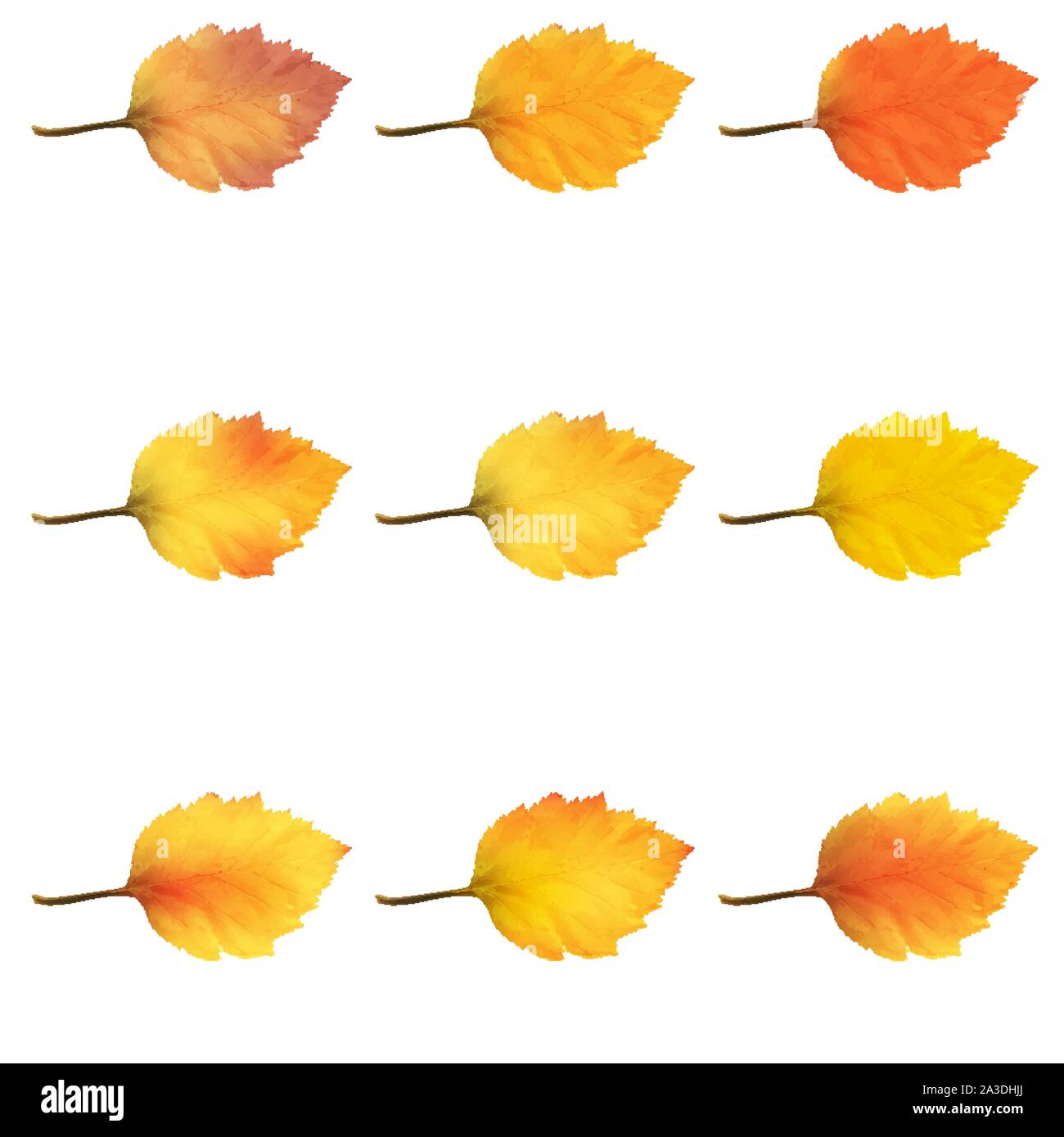 Golden alder tree Stock Vector Images - Alamy