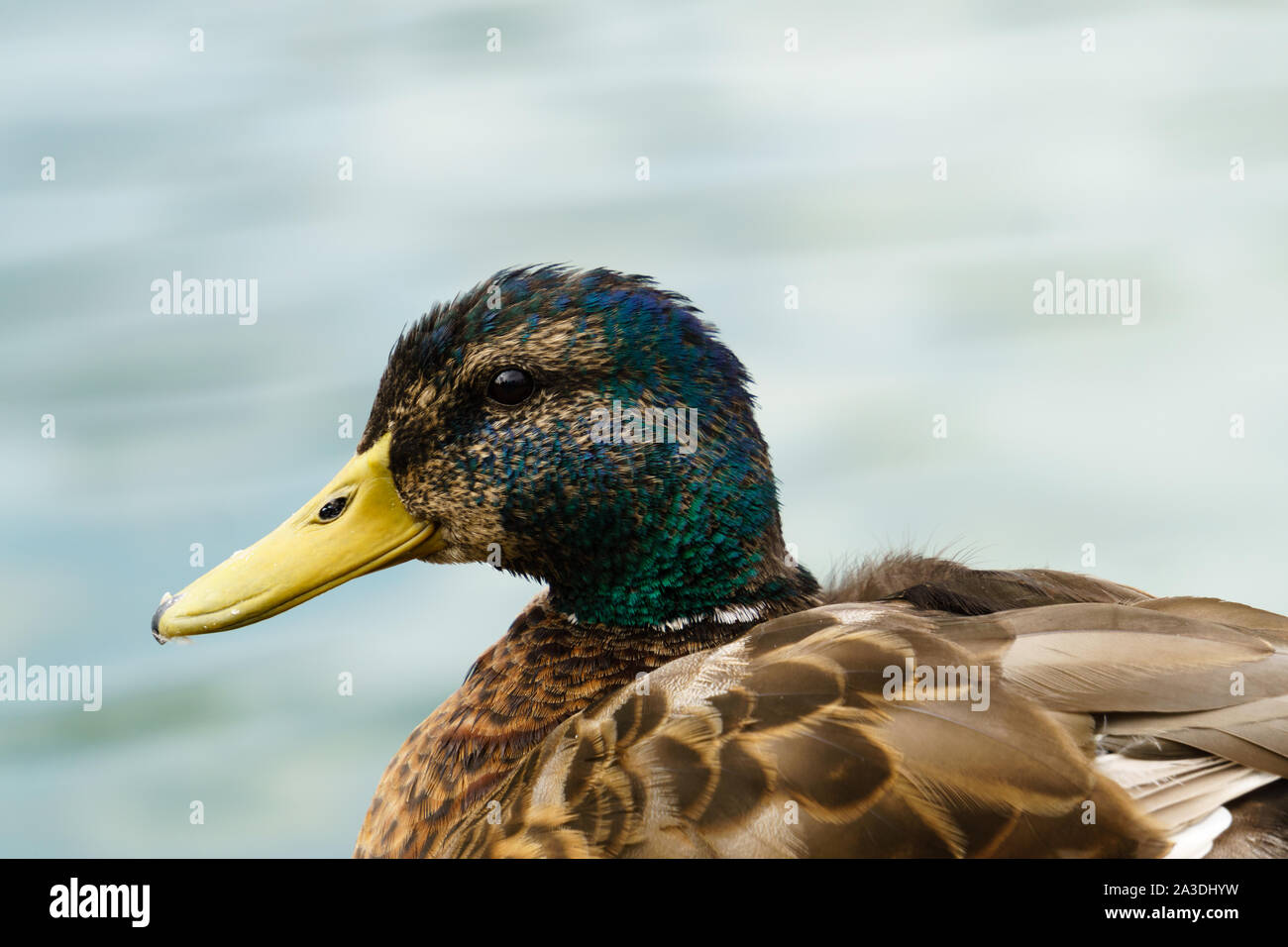 Male wild Mallard Duck in Canada Stock Photo - Alamy