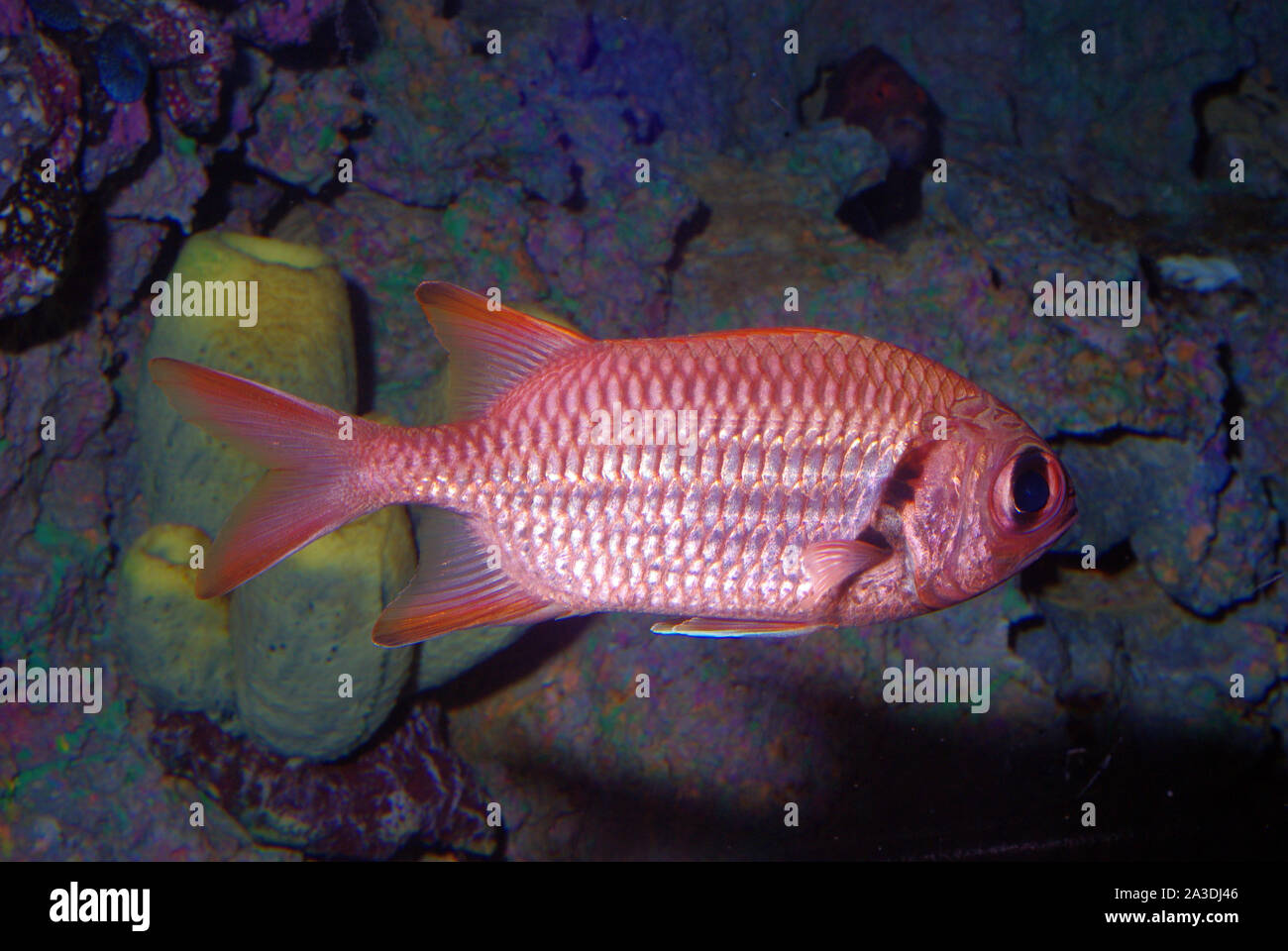 Red soldierfish, Myripristis murdjan Stock Photo - Alamy