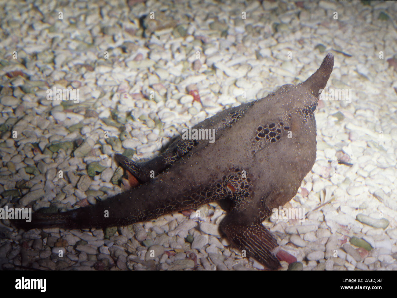 Walking Batfish Florida