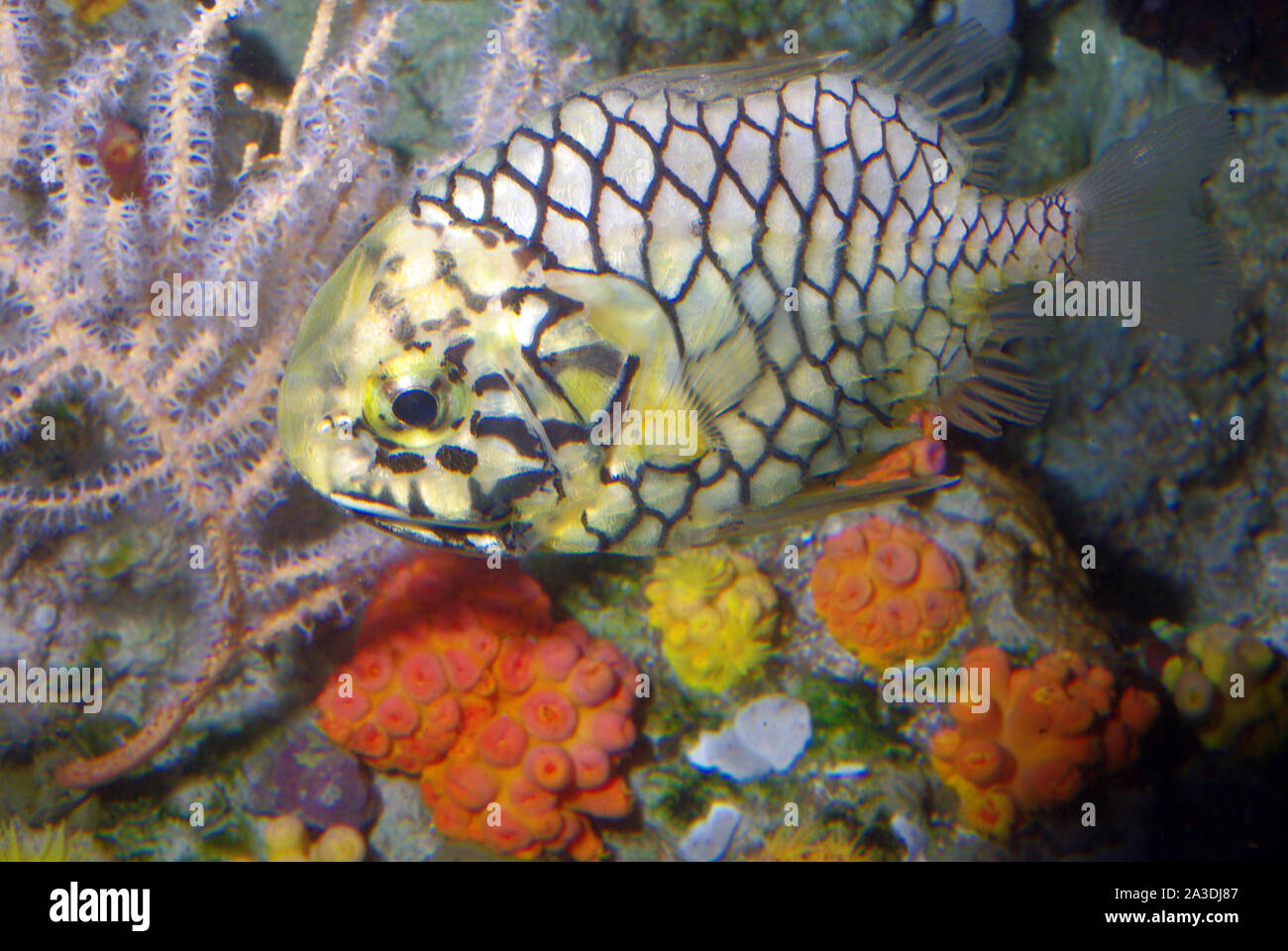 Pineconefish, Monocentris japonicus Stock Photo - Alamy