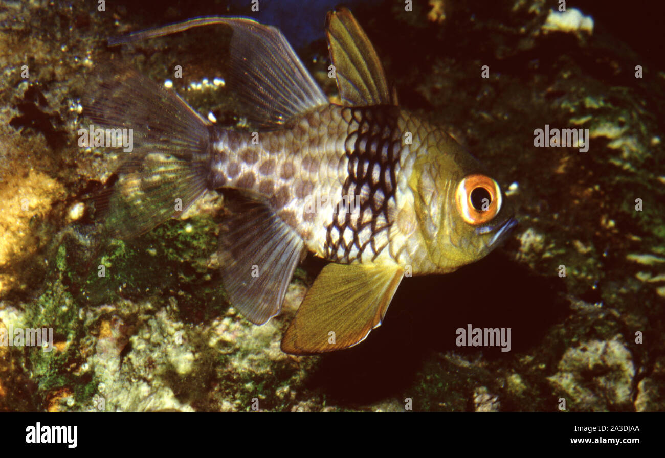 Pajama cardinalfish, Sphaeramia nematoptera Stock Photo - Alamy