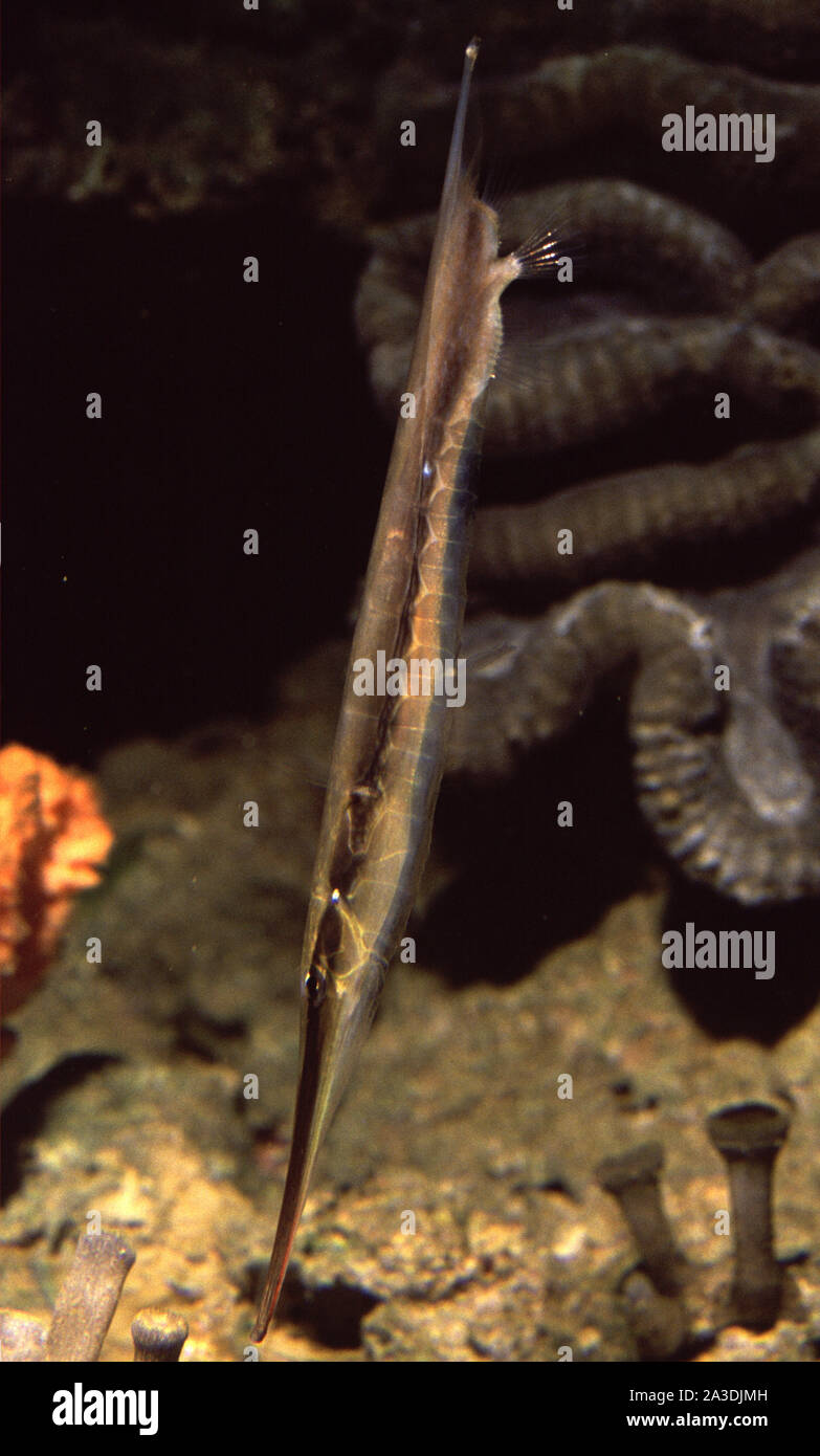 Shrimpfish or Razorfish, Aeoliscus strigatus Stock Photo - Alamy