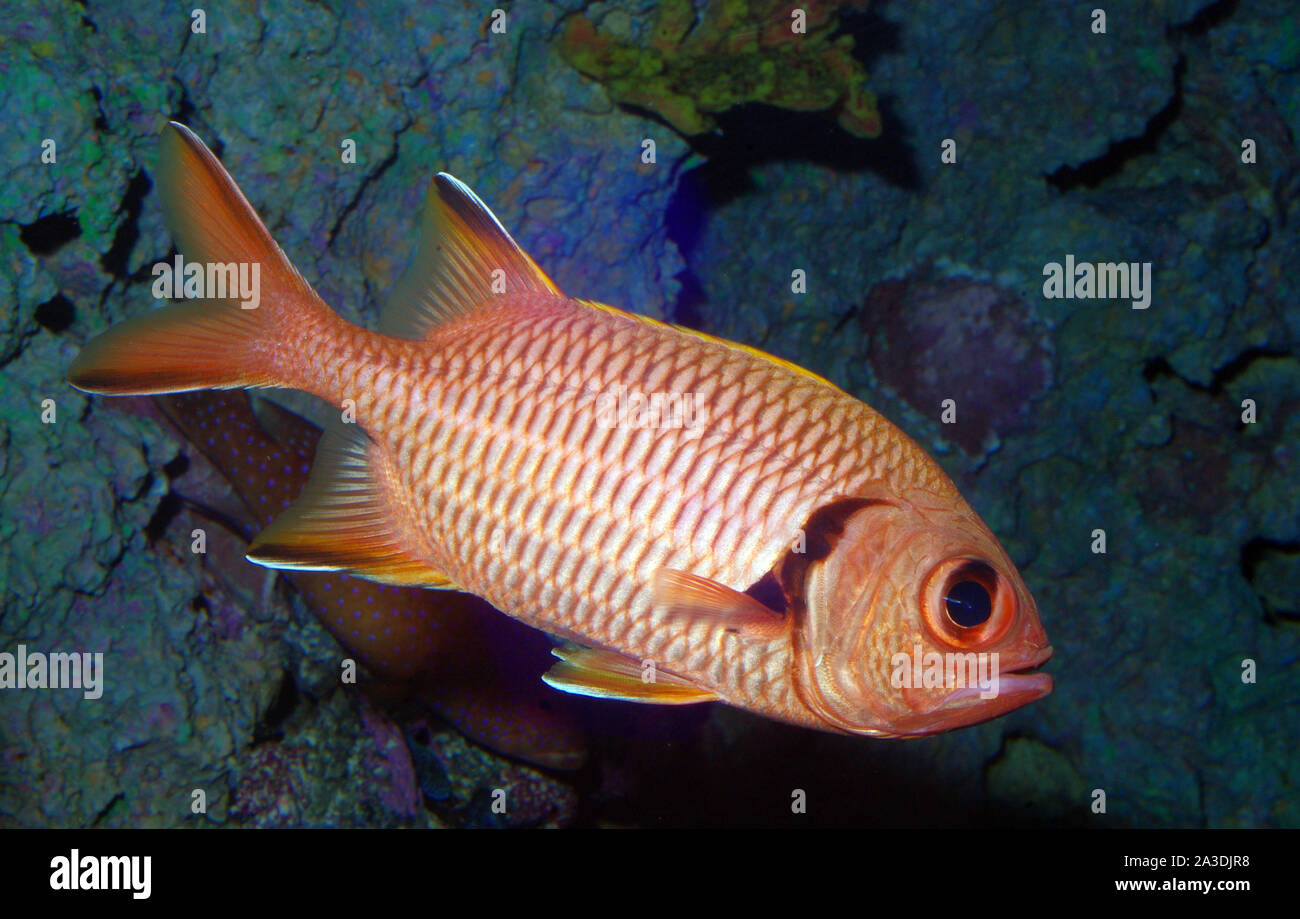 Big scale soldierfish, Myripristis berndti Stock Photo - Alamy
