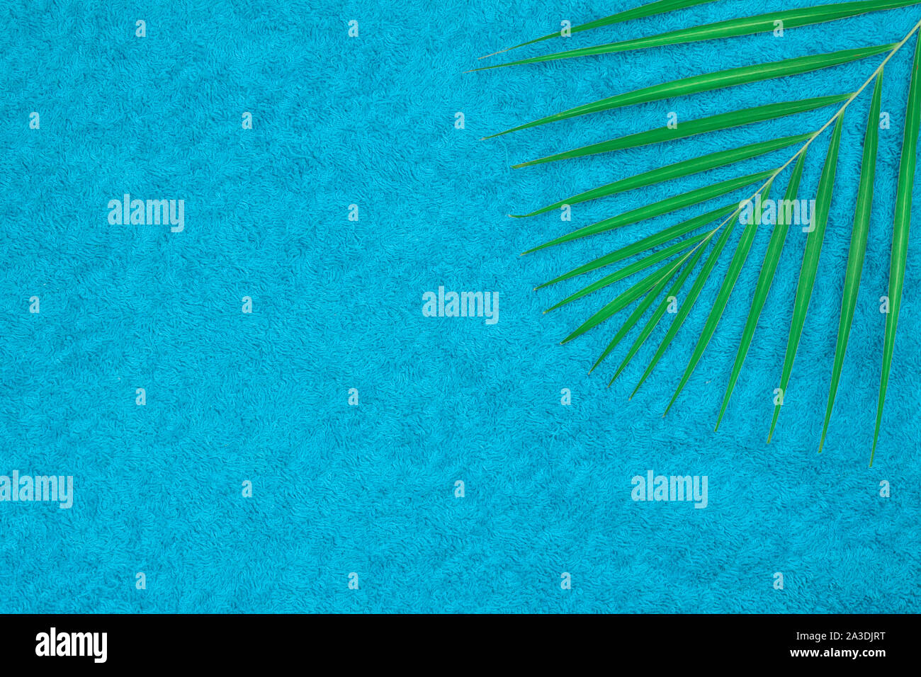 A sprig of fern lies on a towel Stock Photo - Alamy