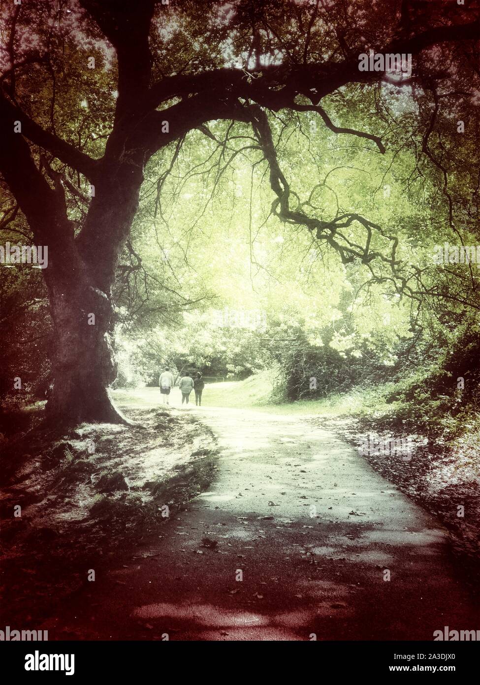 mysterious path leading through parkland/forest Stock Photo - Alamy